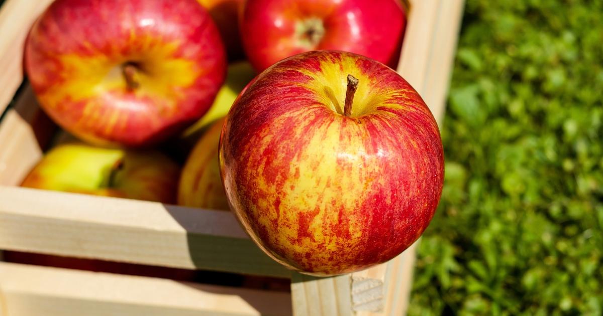 Castlederg Apple Fair is back and better than ever! - Alpha Newspaper Group