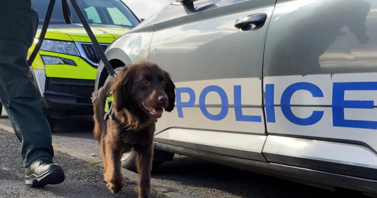 Further drugs seizures and arrests in Strabane - Alpha Newspaper Group