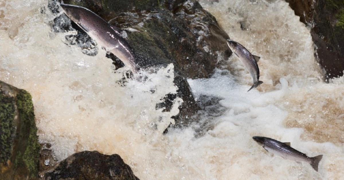 Loughs Agency retains existing salmon carcass tag allocation for 2024 ...