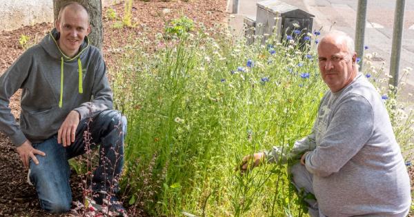 Eamon completes latest phase of 'Planting for Pollination' project ...