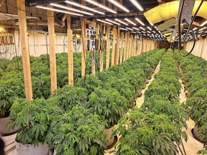 Arrests following discovery of large ‘sophisticated’ cannabis factory - Alpha Newspaper Group